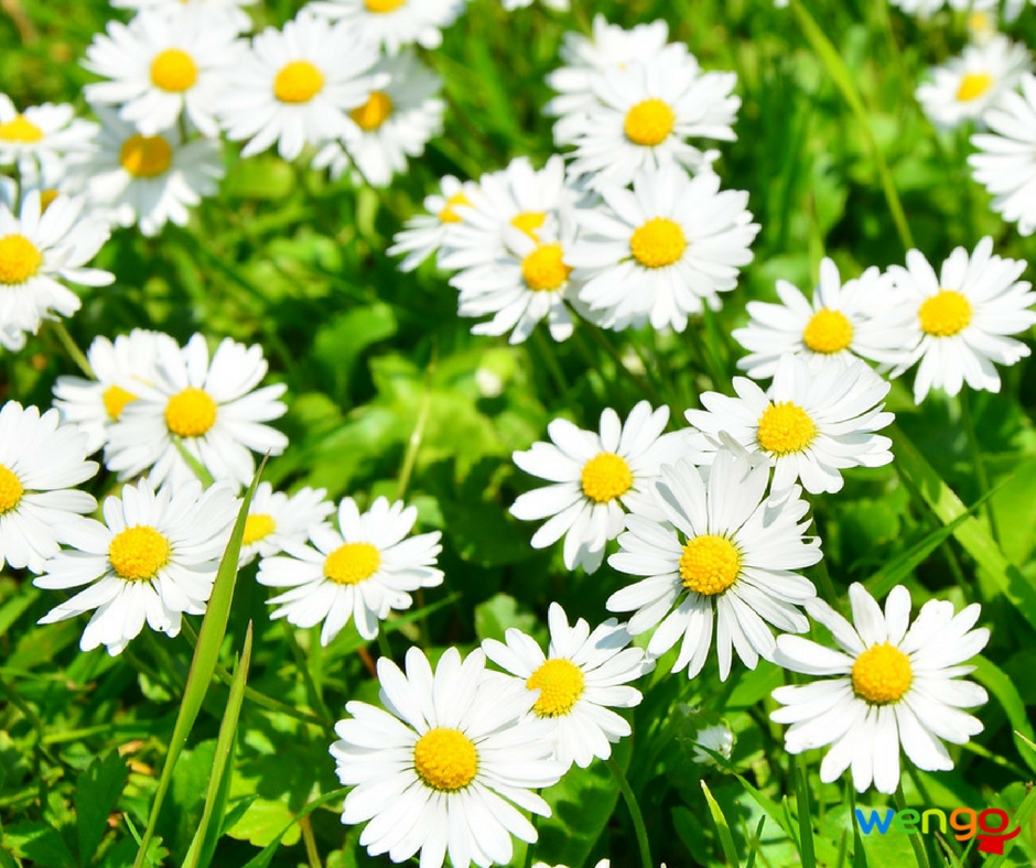 As Flores de cada Signo